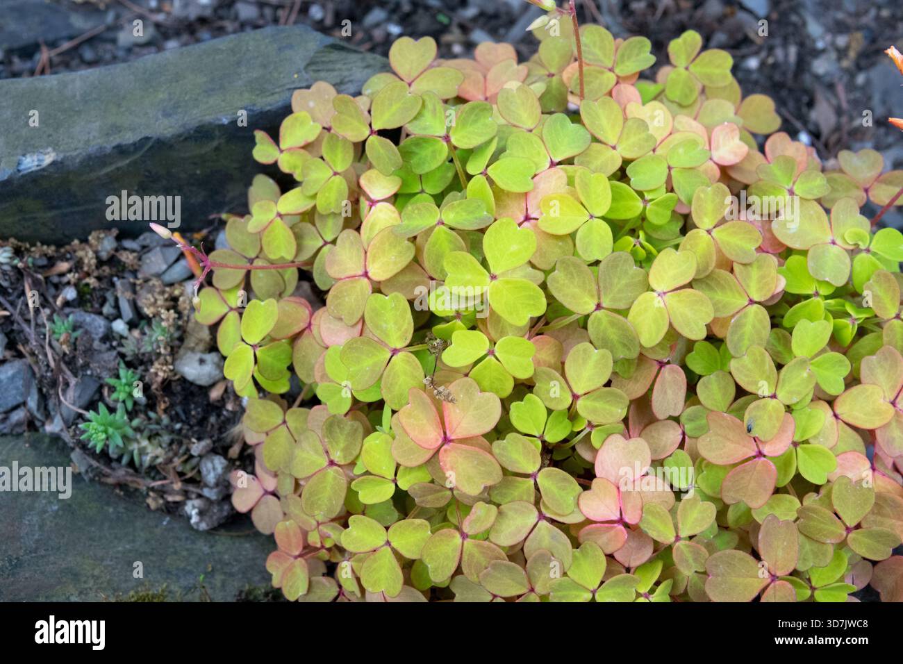 Volcanic Sorrel golden leaves Oxalis vulcanicola "Molten Lava Stock ...