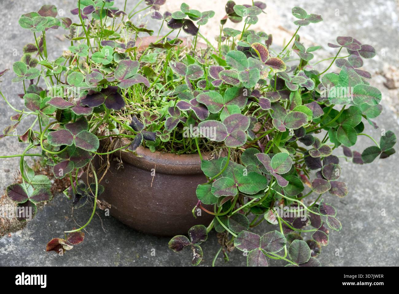 Oxalis in pot Stock Photo - Alamy