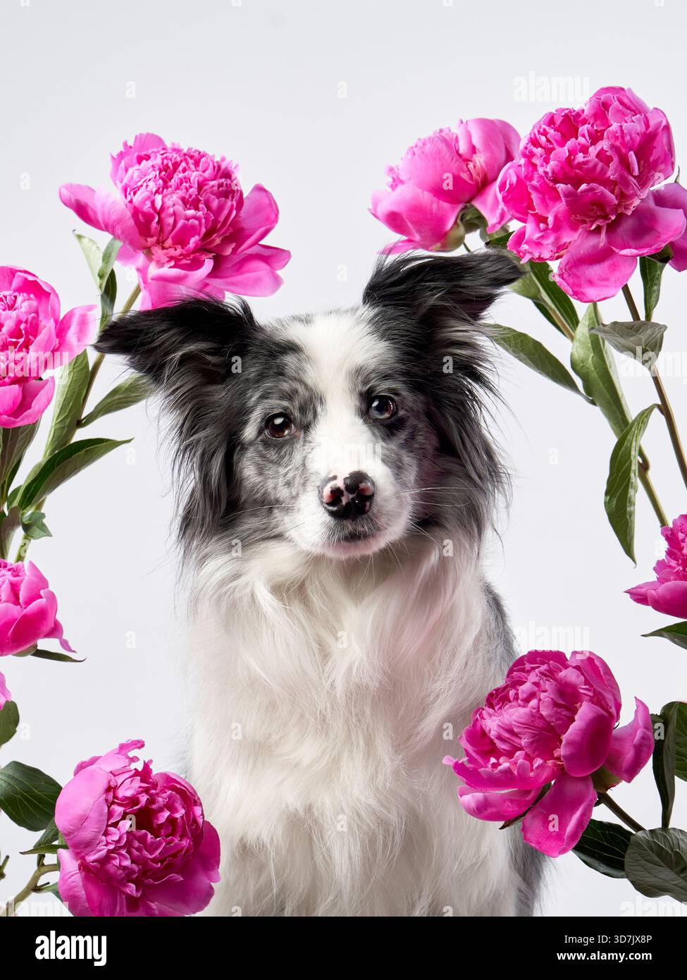A Border Collie peeks through an arrangement of pink flowers, its ...