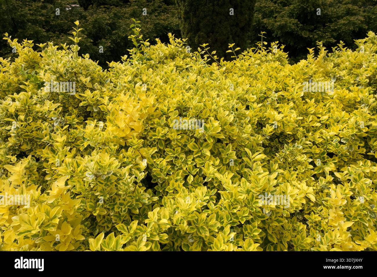 Euonymus, Hedge Garden Border Edge Euonymus fortunei "Emerald´n Gold ...