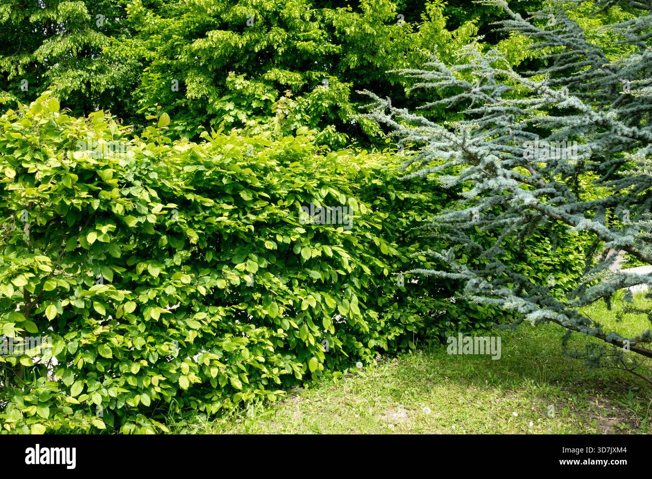 Hornbeam Hedge Garden Carpinus hedge Carpinus betulus Stock Photo - Alamy