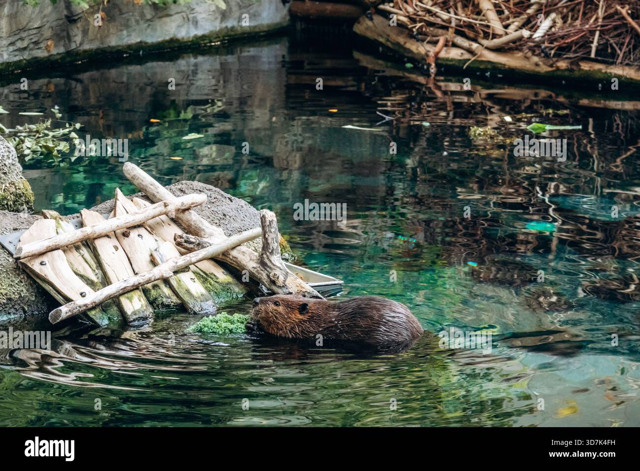 Beaver swimming in a zoo pond near wooden structures Stock Photo - Alamy