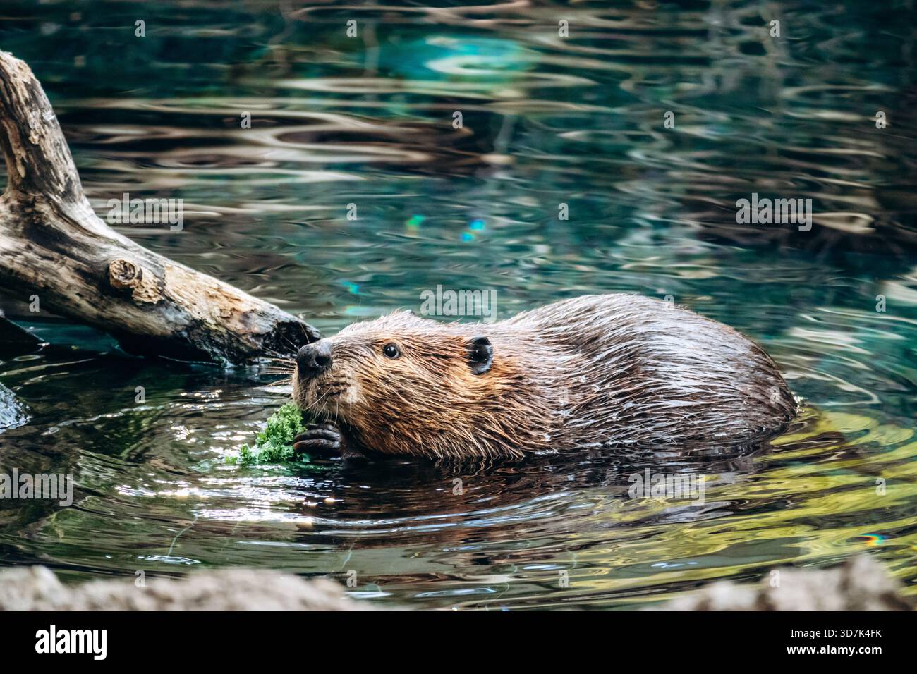 Beaver swimming in a zoo pond near wooden structures Stock Photo - Alamy