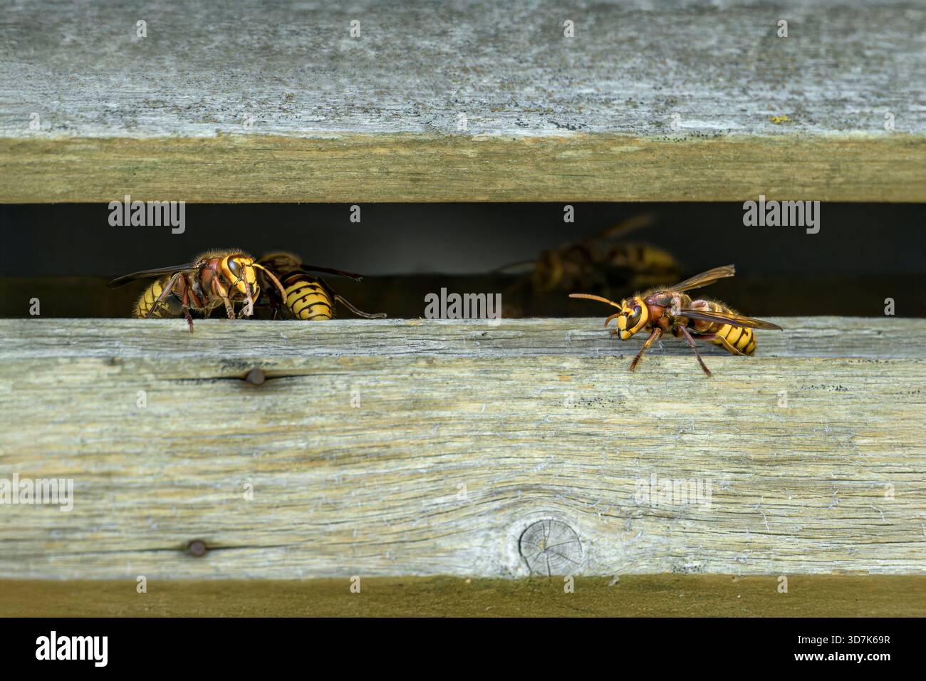 European hornets (Vespa crabro) emerging from a gap in a wooden ...