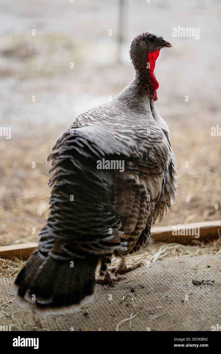 A turkey used for cuddle therapy stands at The Gentle Barn, Tuesday ...