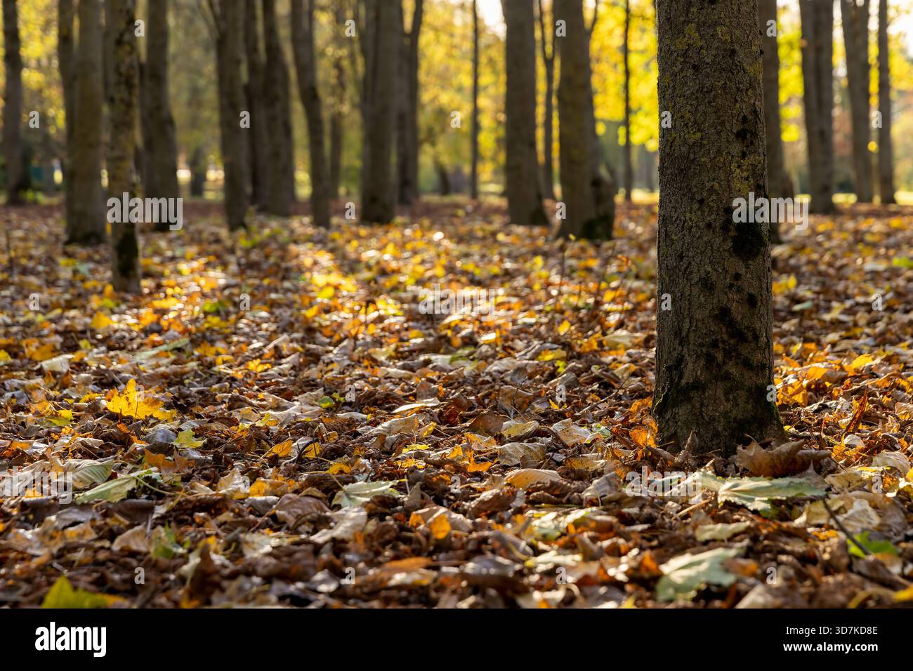 yellowing maple foliage in autumn in sunny weather, big changes in the ...