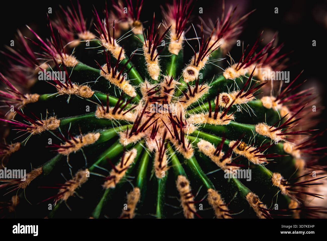 Extreme close-up of cactus spines and areoles showing radial pattern ...