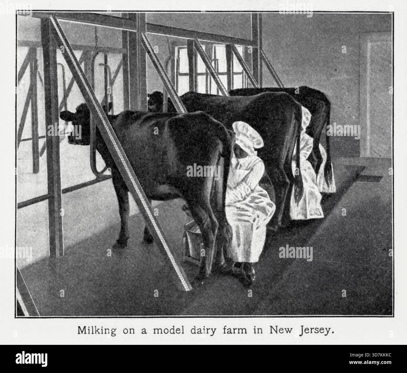 Milkmaids on cow farm produce hi-res stock photography and images - Alamy