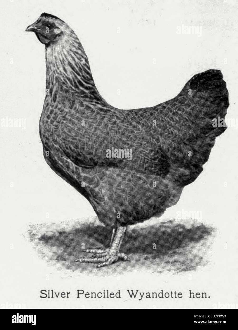 Silver penciled wyandotte hen hi-res stock photography and images - Alamy