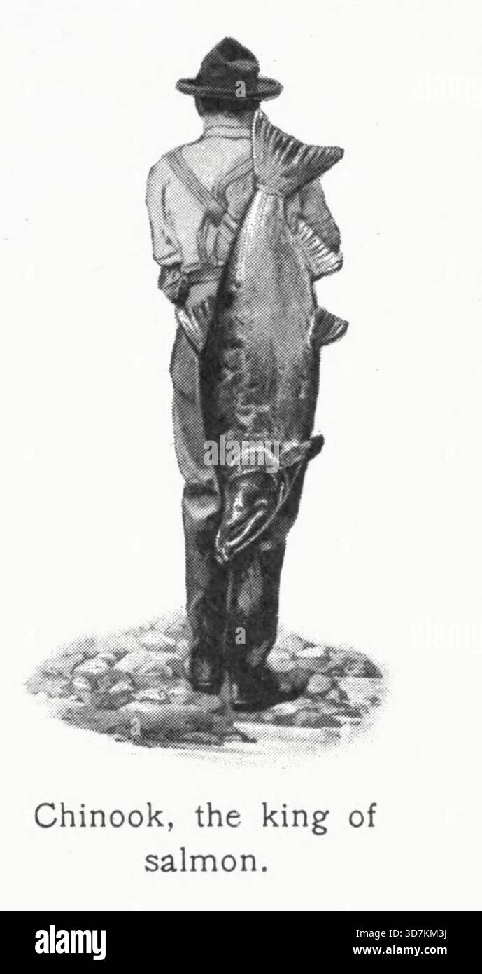 Chinook, the king of Salmon from Foods : or, How the world is fed by ...