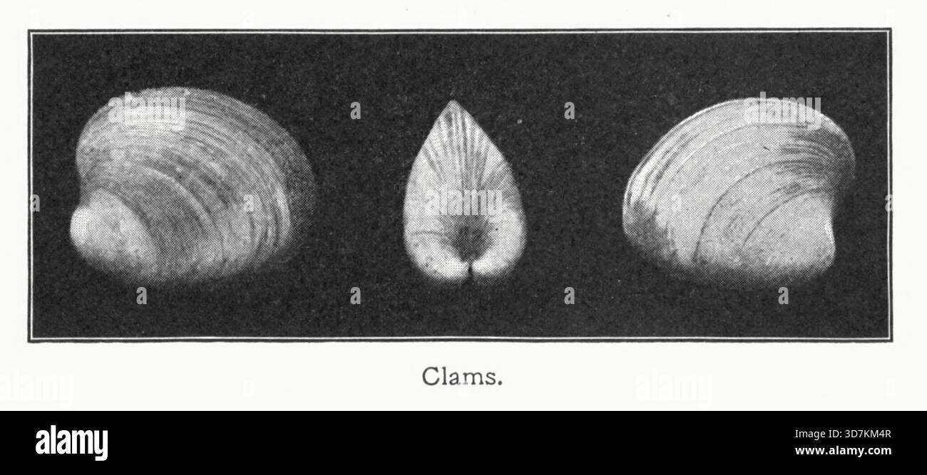 Clams from Foods : or, How the world is fed by Carpenter, Frank G ...