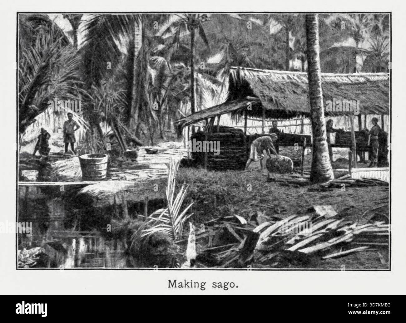 Making sago. The trunk of the Sago Palm Tree consists of a hard wall ...