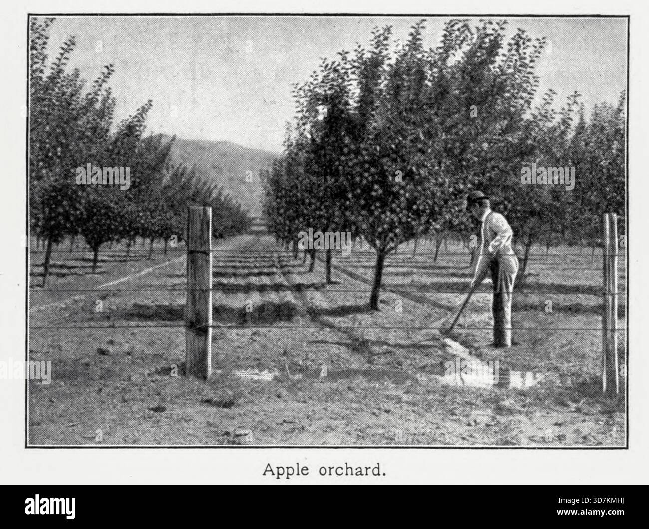 Apple orchard from Foods : or, How the world is fed by Carpenter, Frank ...