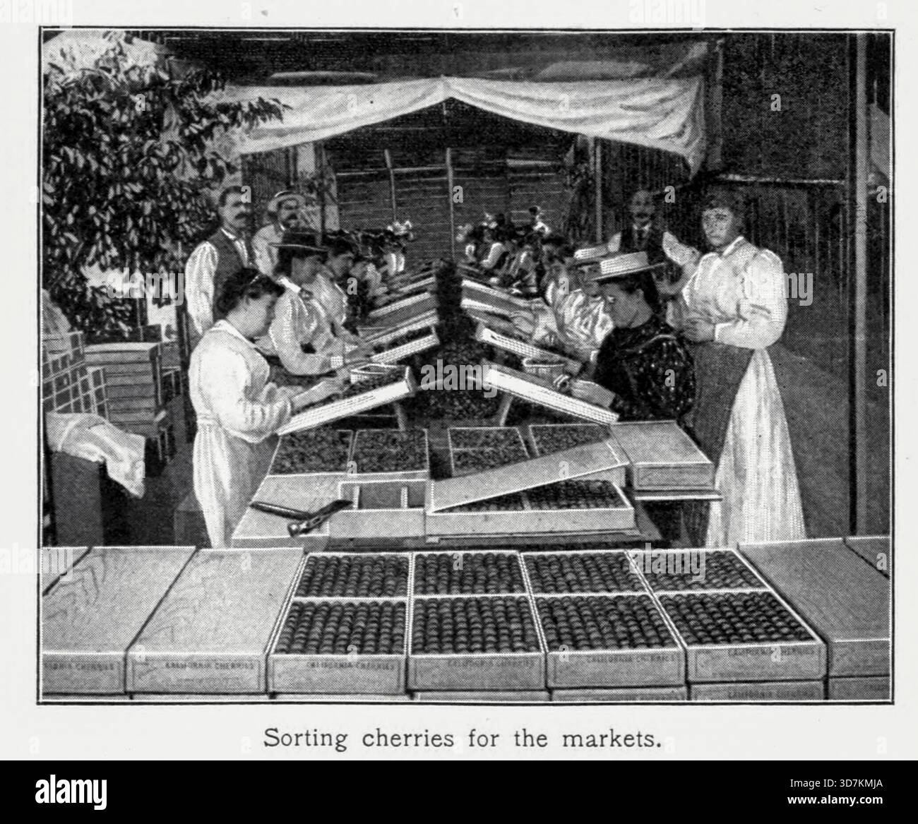 Sorting cherries for the markets.from Foods : or, How the world is fed ...