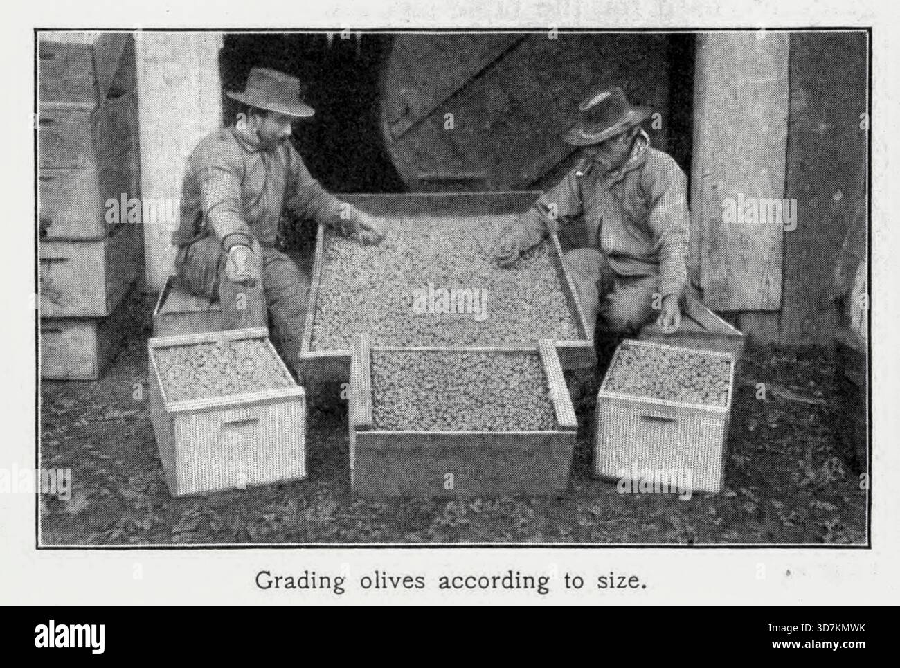 Grading olives according to size. from Foods : or, How the world is fed ...