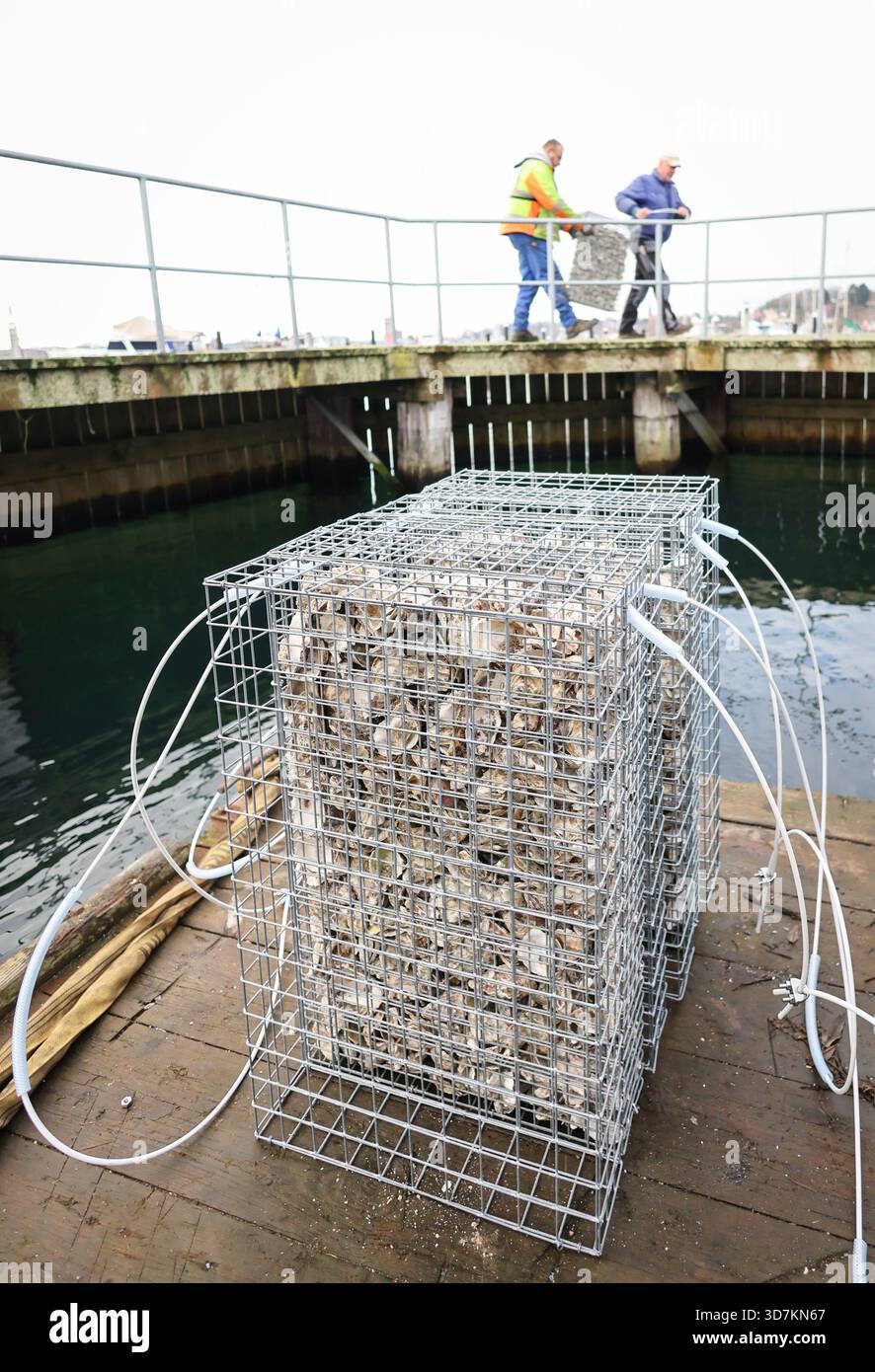 26 November 2025, Schleswig-Holstein, Eckernförde: Steel cages, whose ...