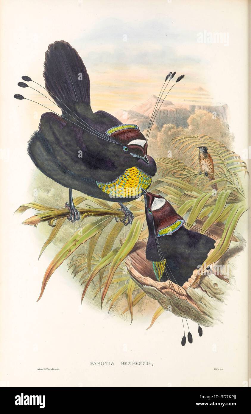 Six-plumed Bird of Paradise (Parotia sexpennis) The parotias are a ...