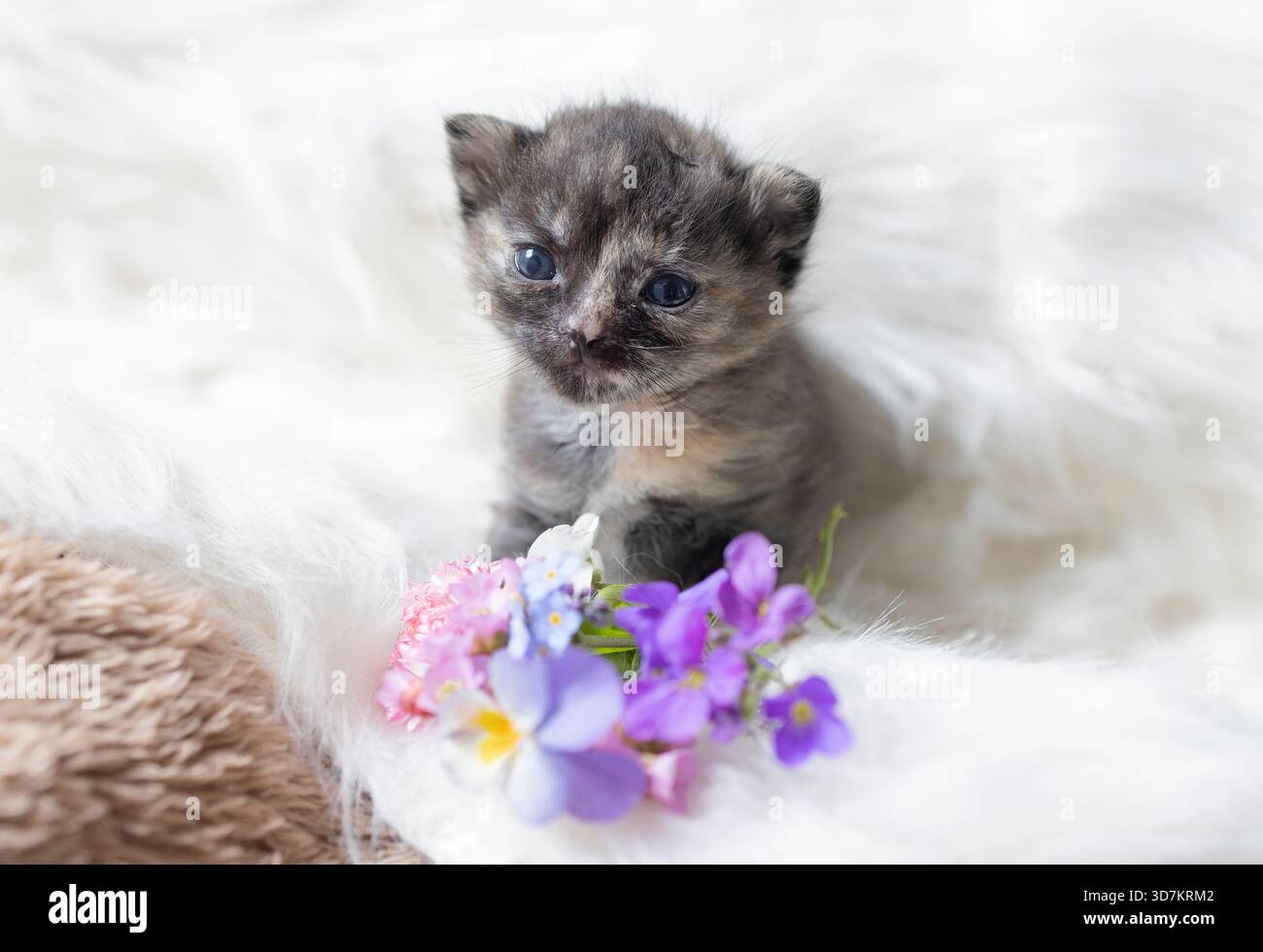 One month old kitten first hi-res stock photography and images - Alamy