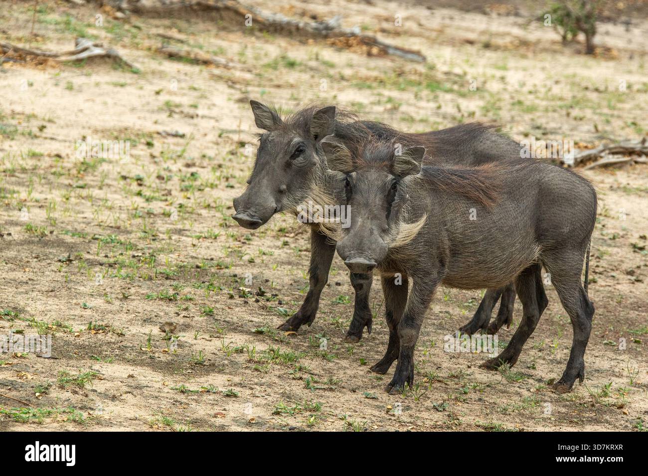 Two common warthogs standing together and watching for trouble Stock ...