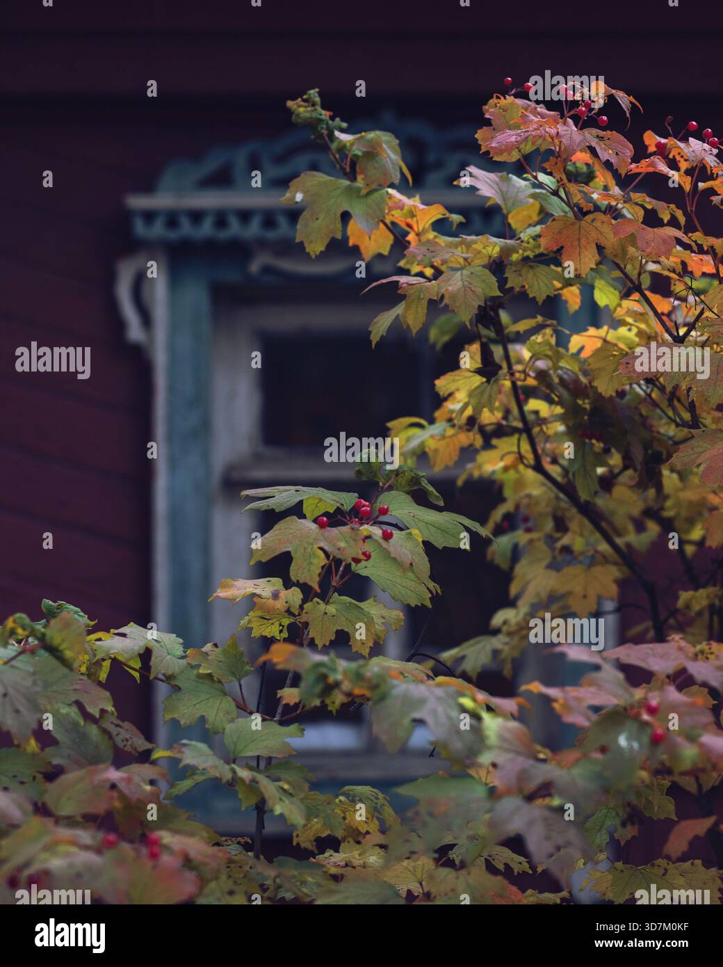 Autumn viburnum branches with red berries in front of an old wooden ...