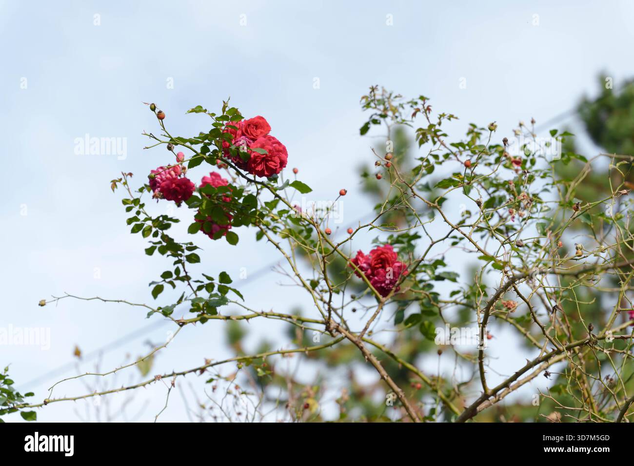 Bush red roses on flowerbed hi-res stock photography and images - Alamy