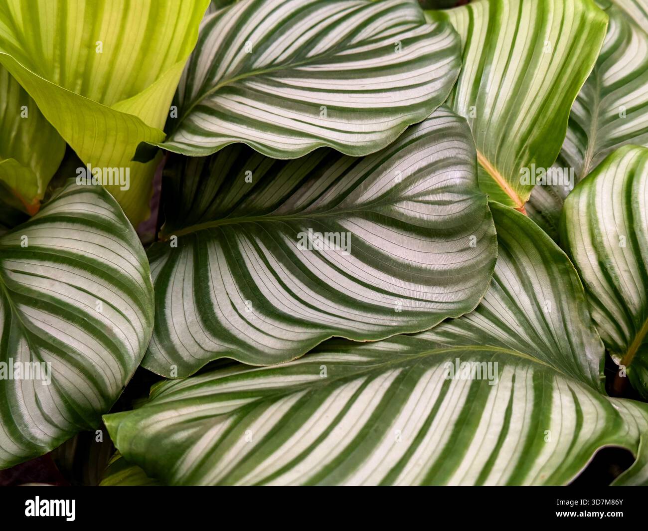 Calathea plant hi-res stock photography and images - Alamy