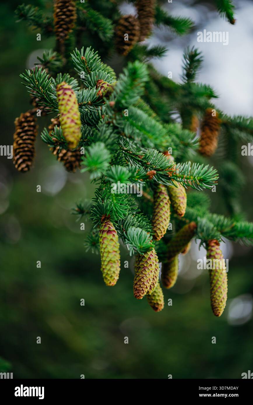 Sitka spruce (picea sitchensis) cones and branches, Homer, Alaska, AK ...