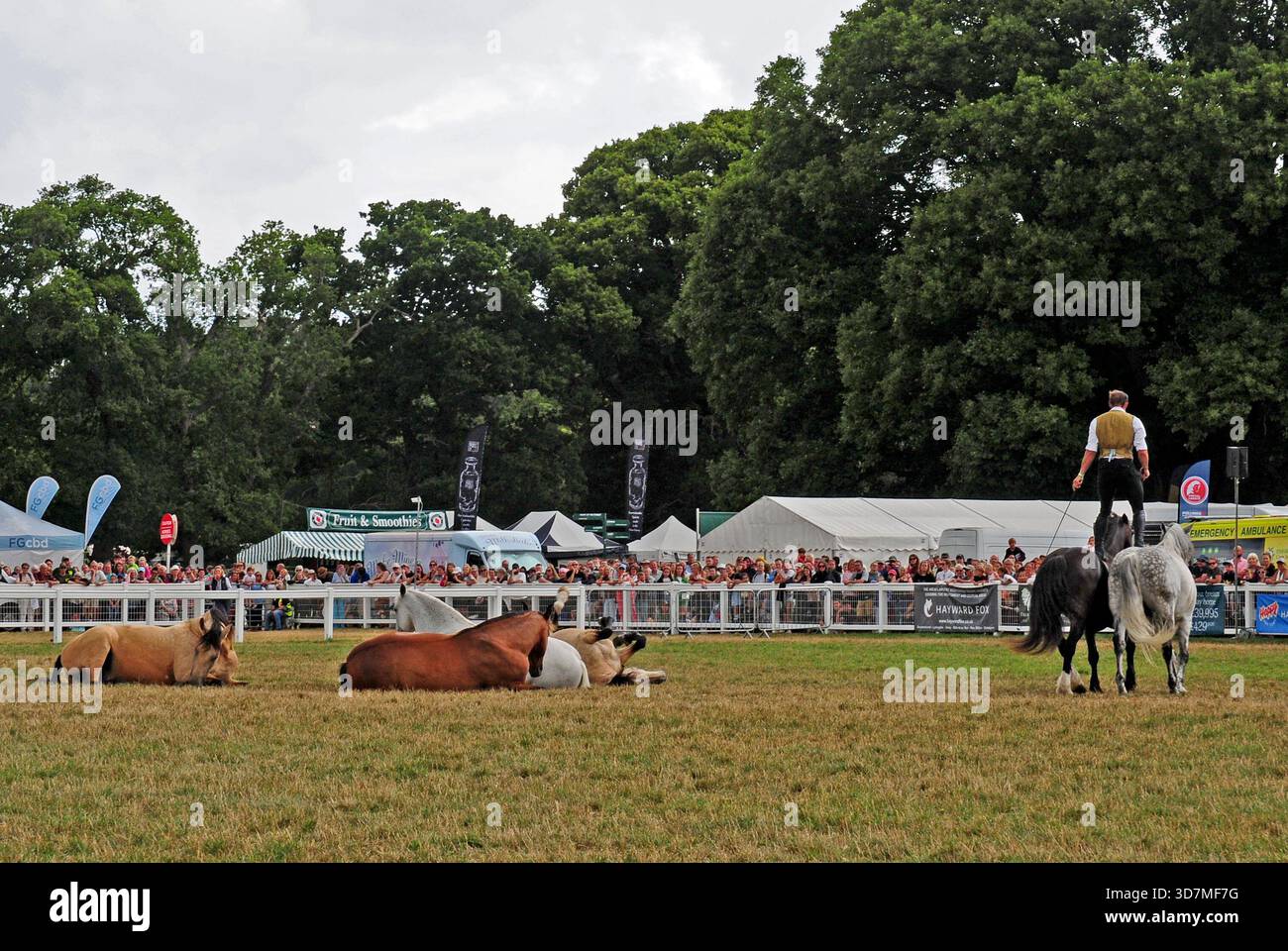 Ben Atkinson and his horses at The New Forest Show Stock Photo - Alamy