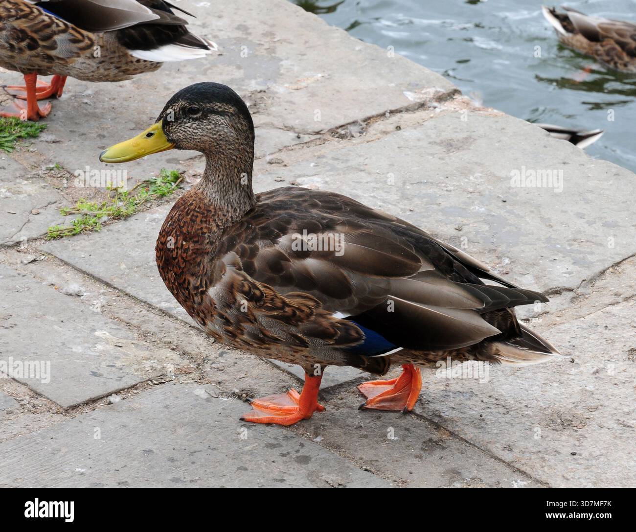 Molting into yellow plumage for summer hi-res stock photography and ...