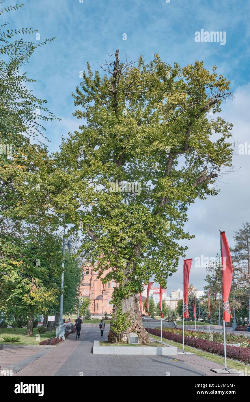 Volgograd, Russia - October 6, 2025: Powerful view of legendary Poplar Tree on Heroes Alley ...