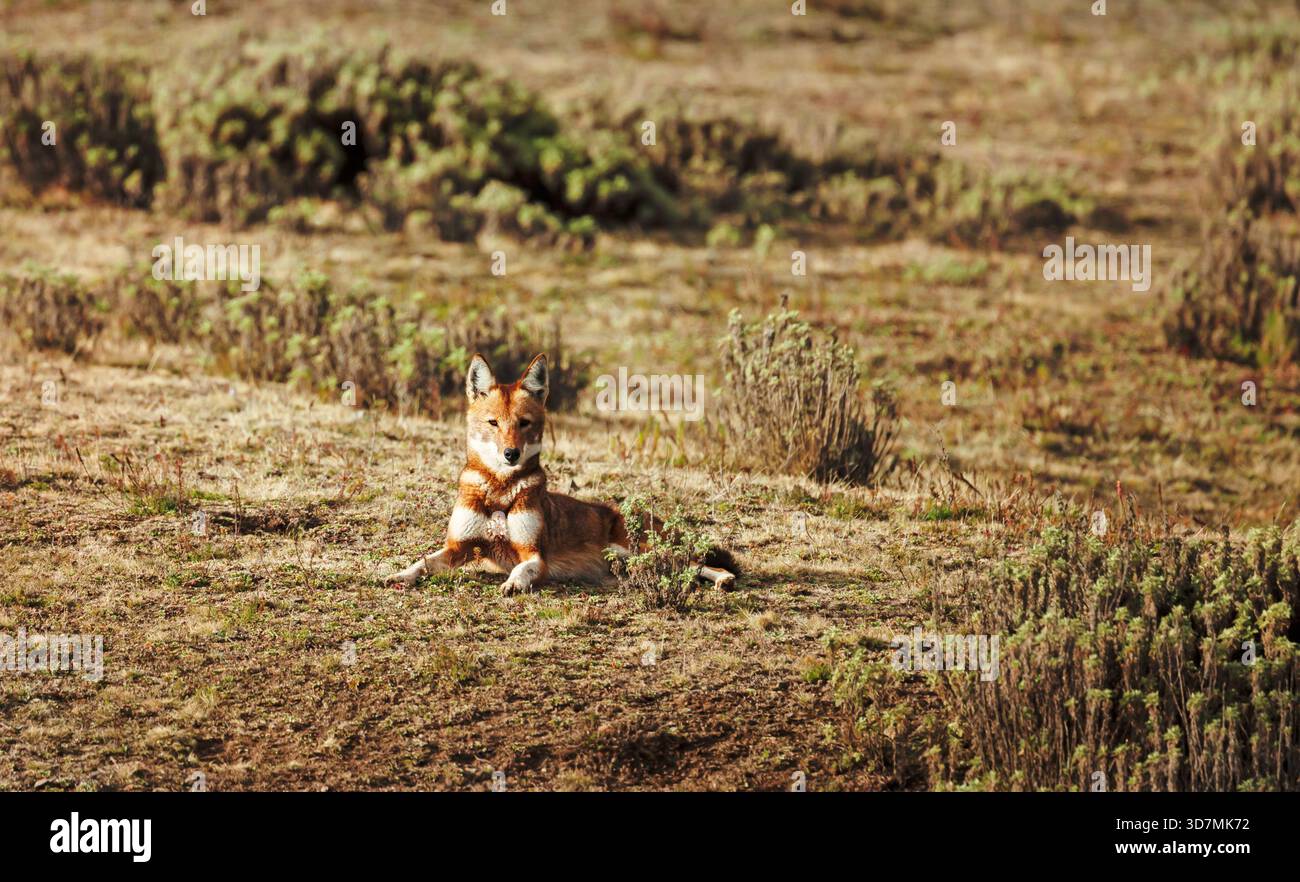A wild Ethiopian wolf (Canis simensis), Africa’s rarest and most ...