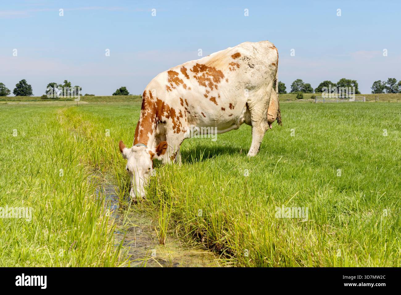 Dairy cow drinking water on the bank of a creek, head down, a rustic ...