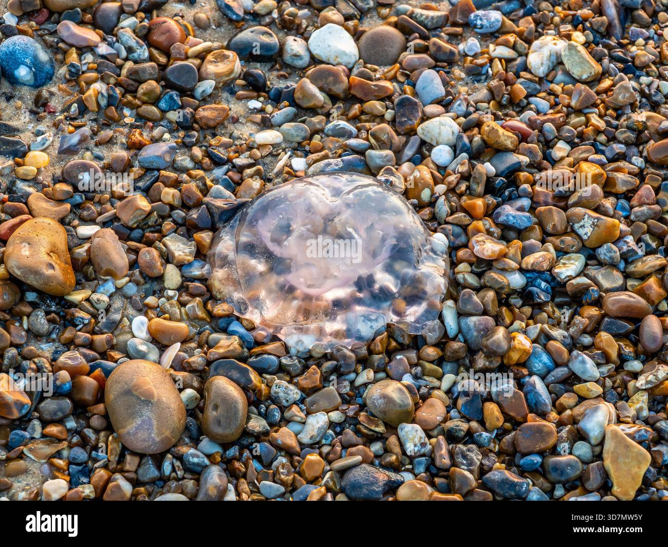 Mixed colour pebbles hi-res stock photography and images - Alamy