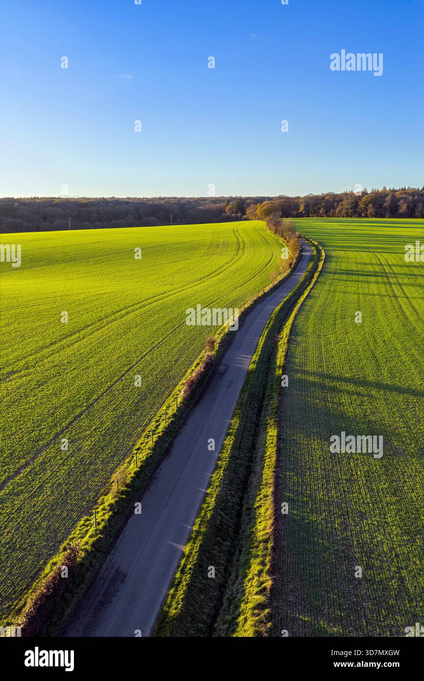 The Middleway flanked by fields of winter barley near Longparish ...