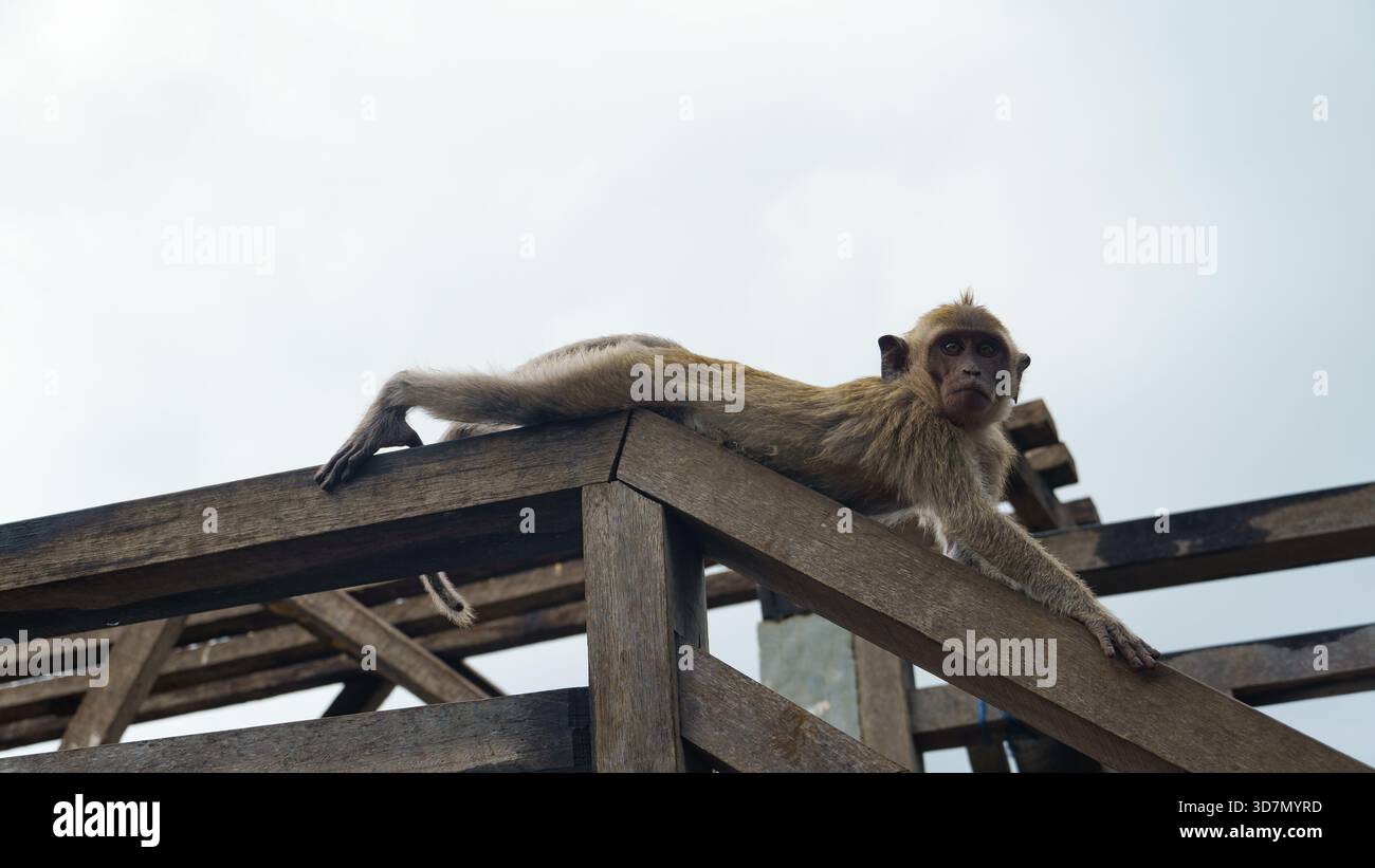 Tranquil monkey is peacefully lounging and sunbathing on roof Nusa ...