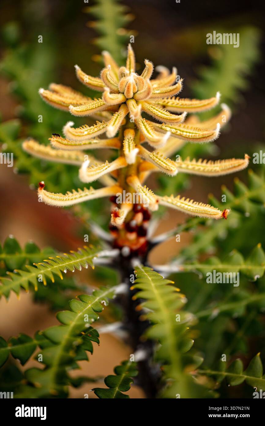 Roots exude chemicals that enhance mineral solubility hi-res stock ...