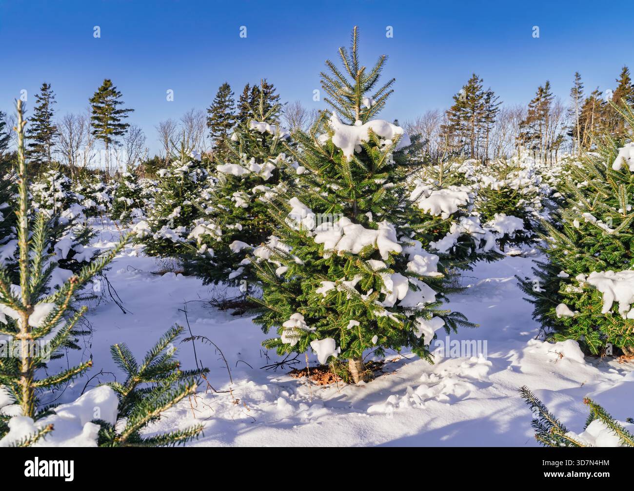 Coniferous trees snow grow in hi-res stock photography and images - Alamy