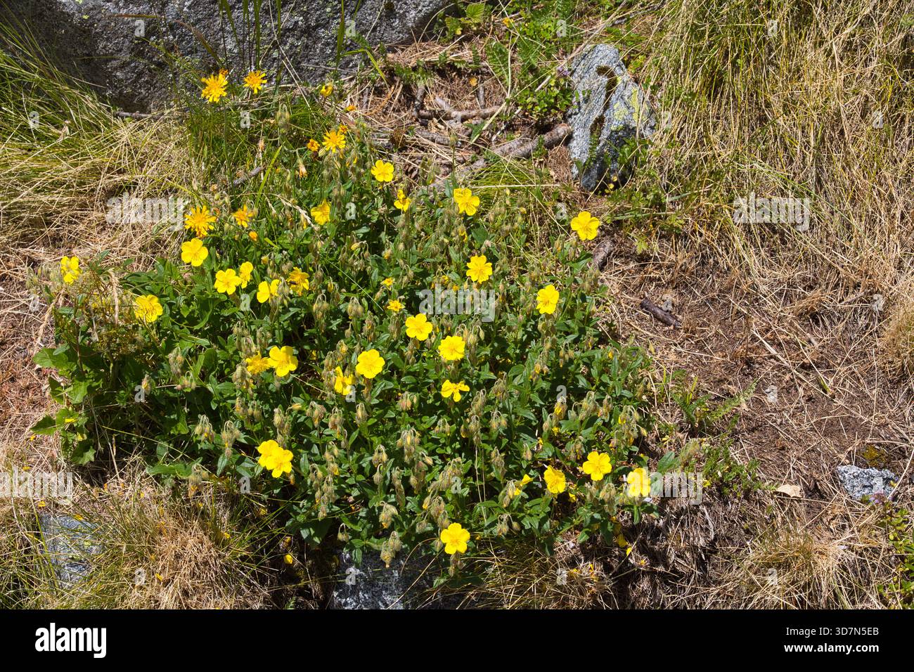 Common rock-rose, Helianthemum nummularium, is native to most of Europe ...