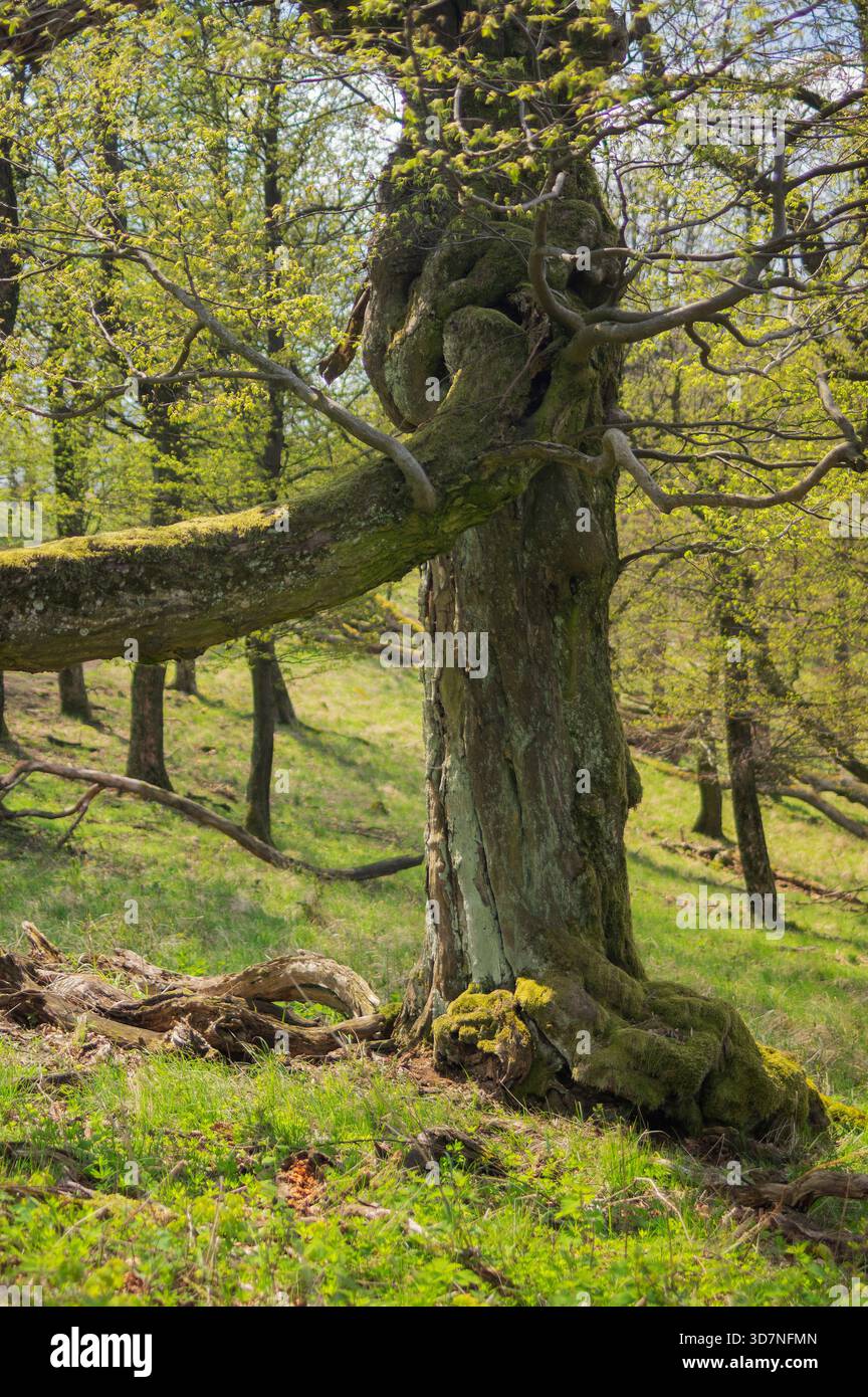 View of an ancient, gnarled tree with mossy roots clinging to the earth ...