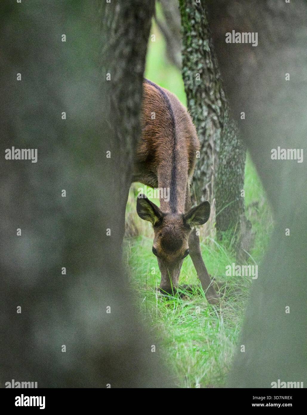 Parque luro, argentina, argentina hi-res stock photography and images ...