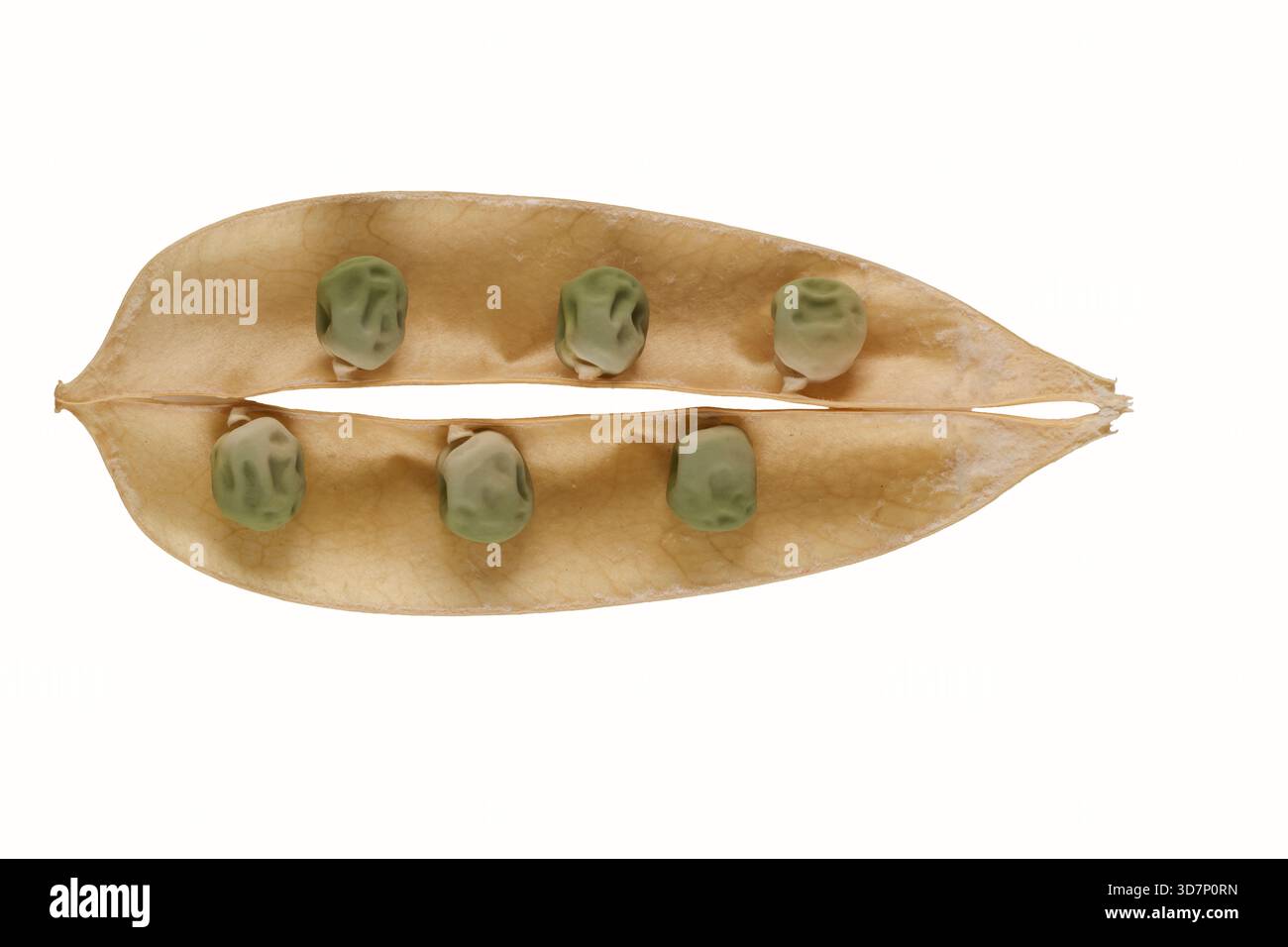 Dried inside Cut Out Stock Images & Pictures - Alamy