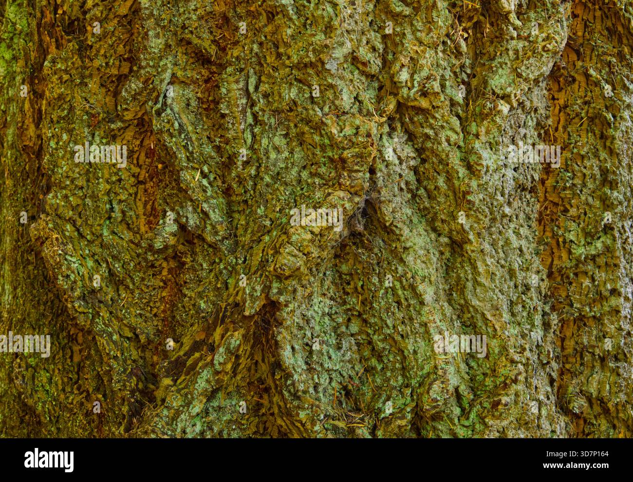 Tree bark background woodland hi-res stock photography and images - Alamy