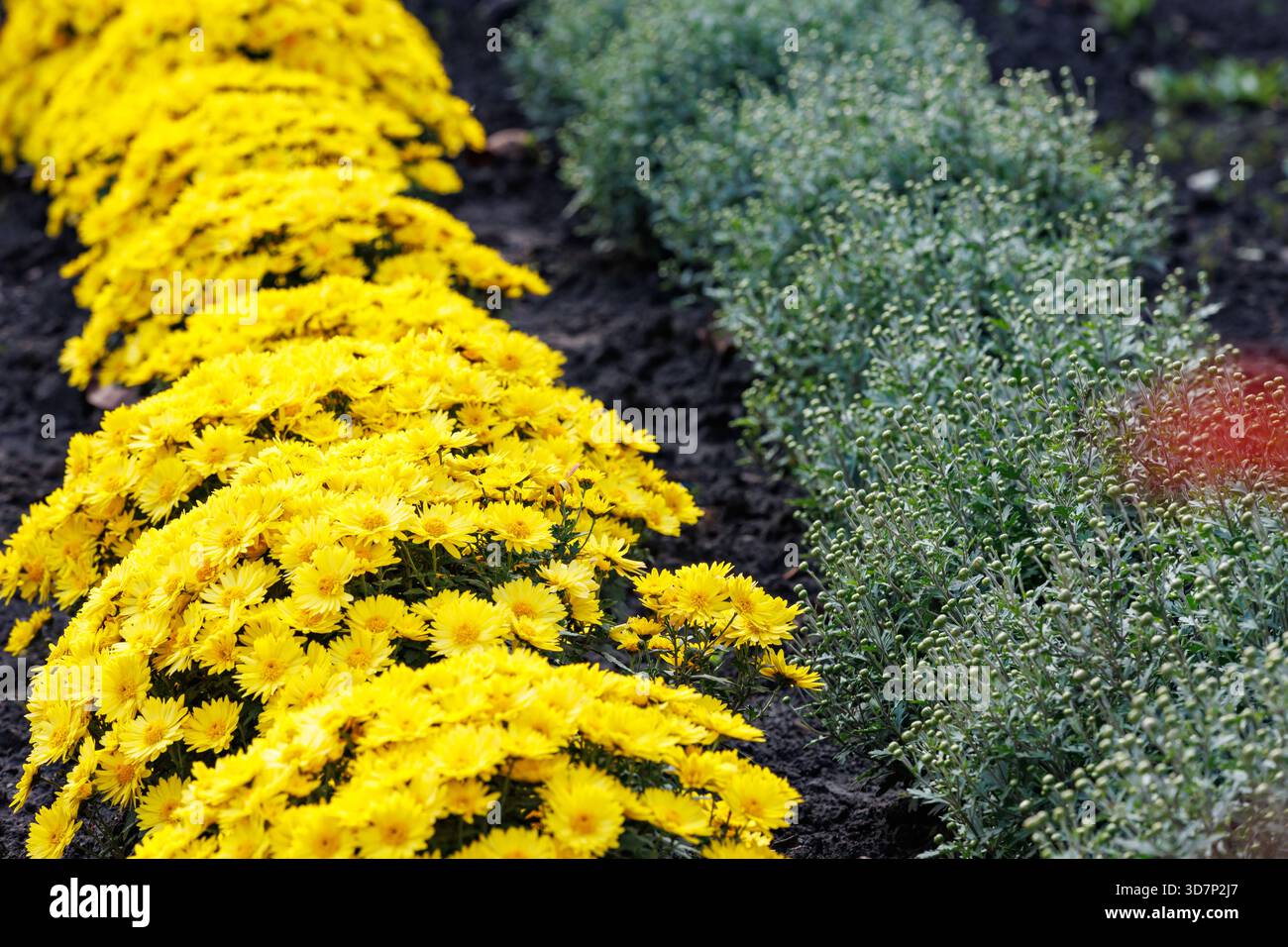 Yellow chrysanthemum row. Bright yellow chrysanthemums planted in a ...