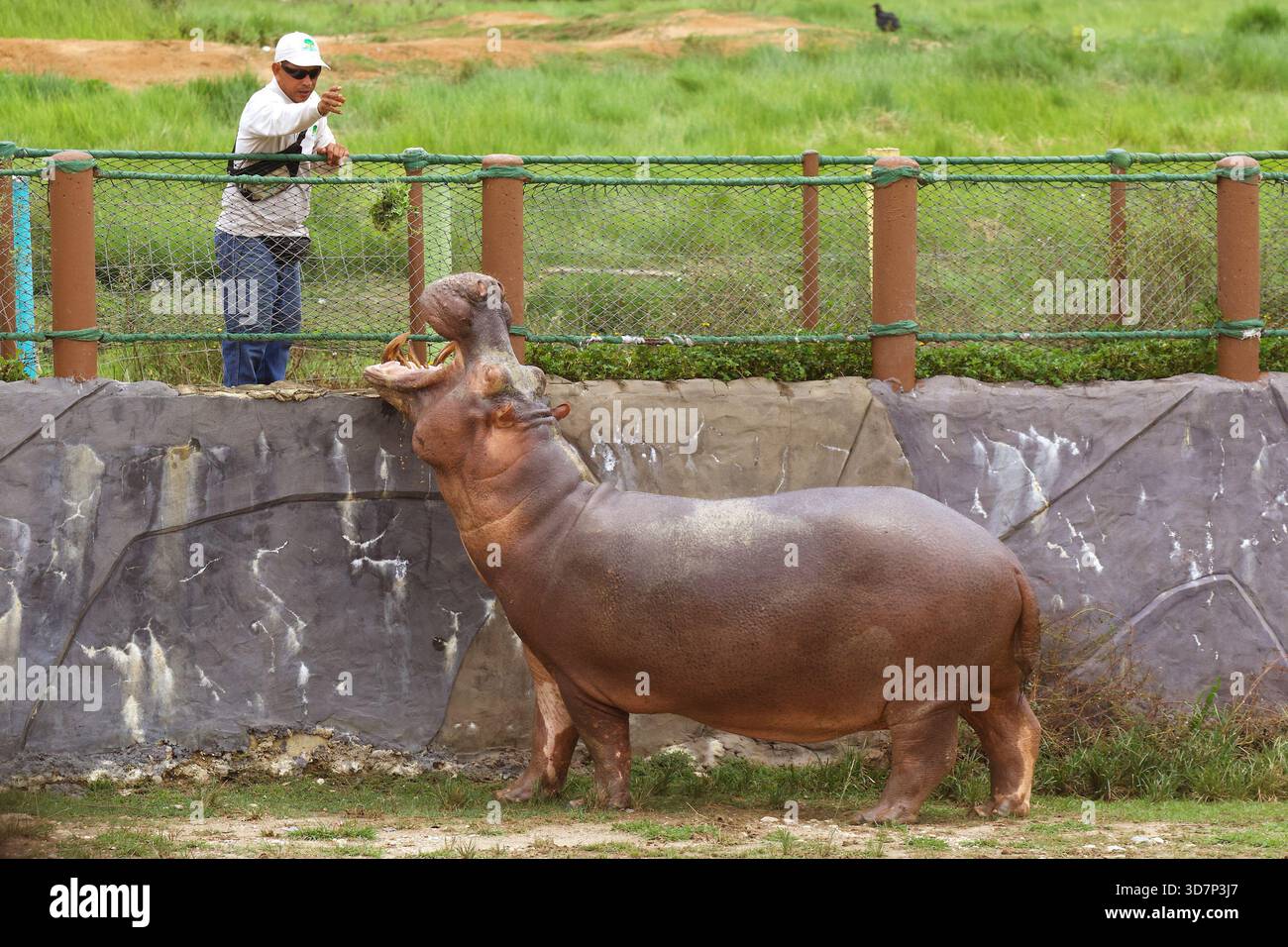 June 2, 2025, Doradal, Antioquia, Colombia: A handler at the Hacienda ...