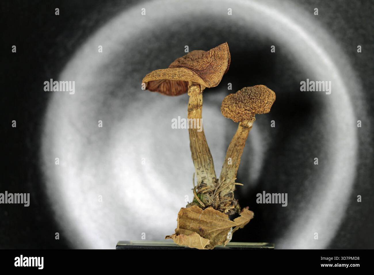 Magic mushroom, psilocybin, organic compound, natural substance ...