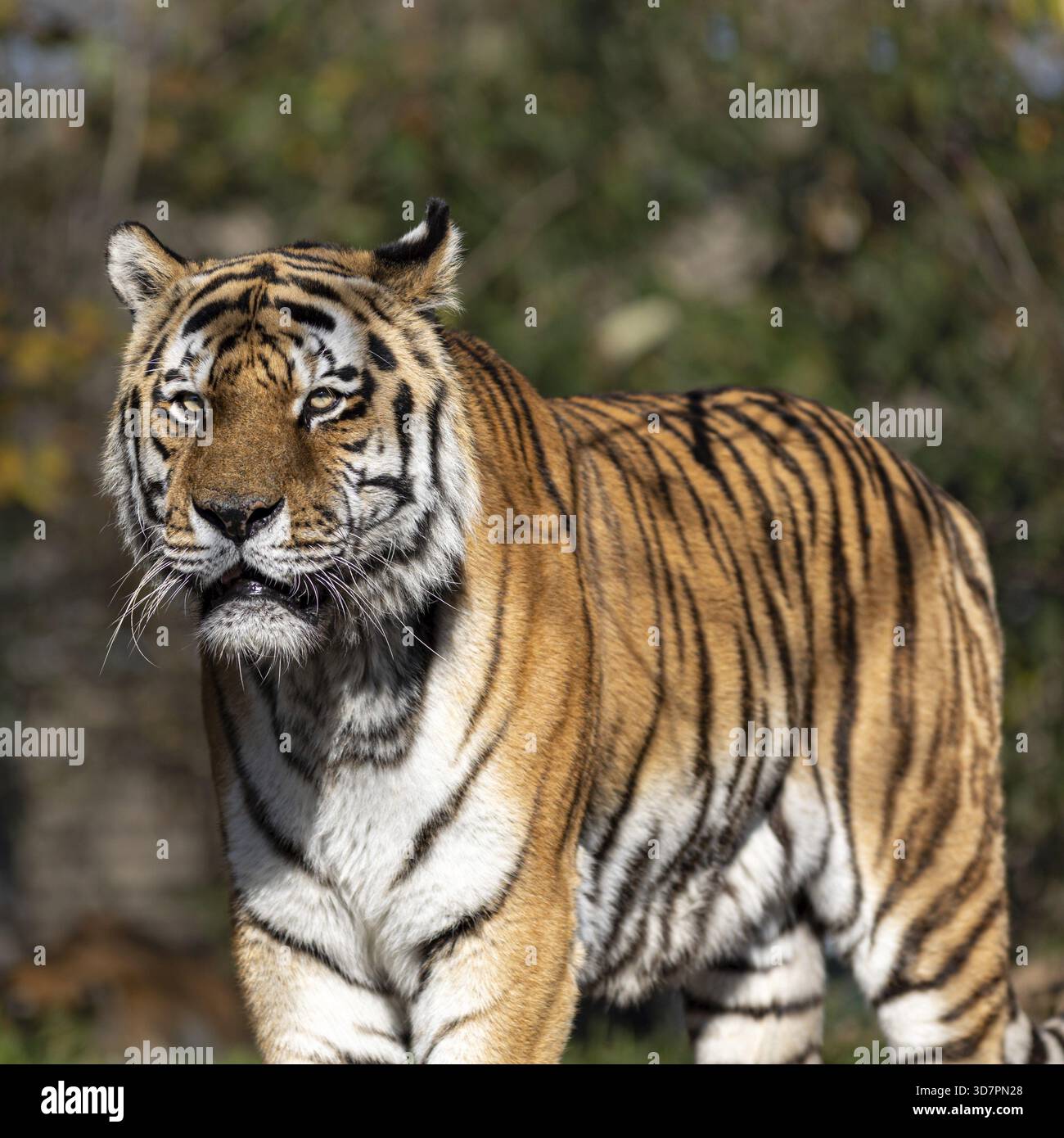 Upper tiger stands hi-res stock photography and images - Alamy