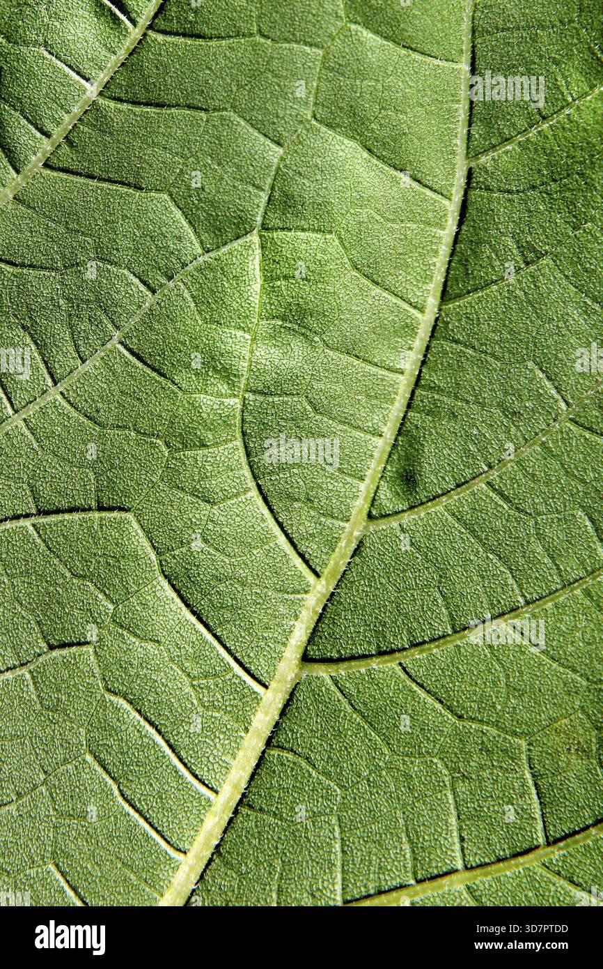 Extreme close up scientific hi-res stock photography and images - Alamy