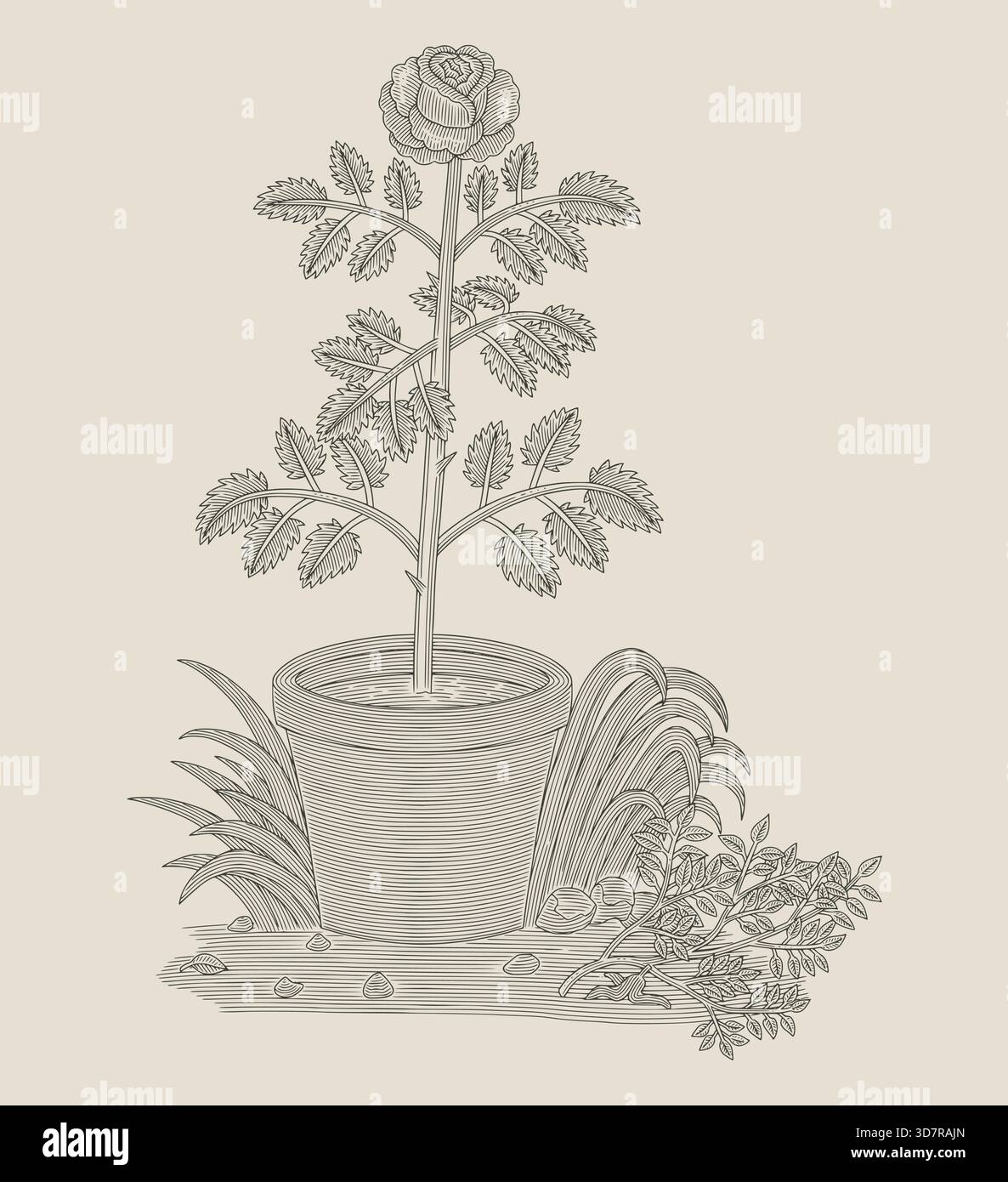 Stone flower pot in Stock Vector Images - Alamy