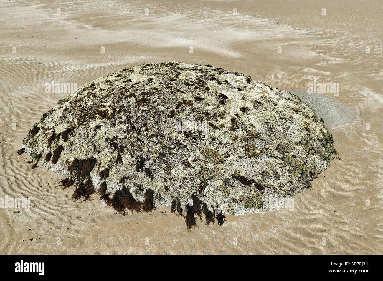 Round boulder on a beach, partly buried in sand and covered in various ...