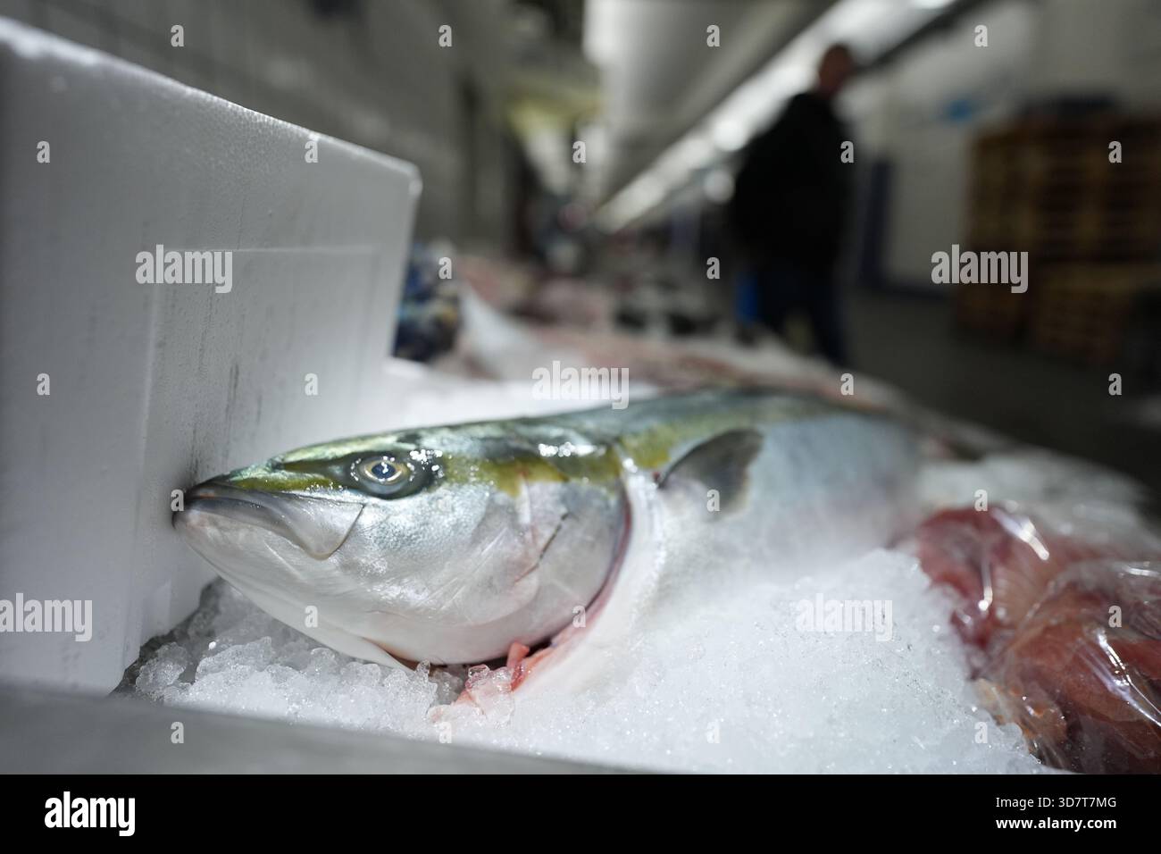 27 November 2025, Hamburg: A yellowfin mackerel lies in a fishmonger's ...